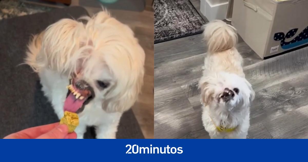 Mugsy, la perra parecida a Mogwai de la película 'Gremlins ...