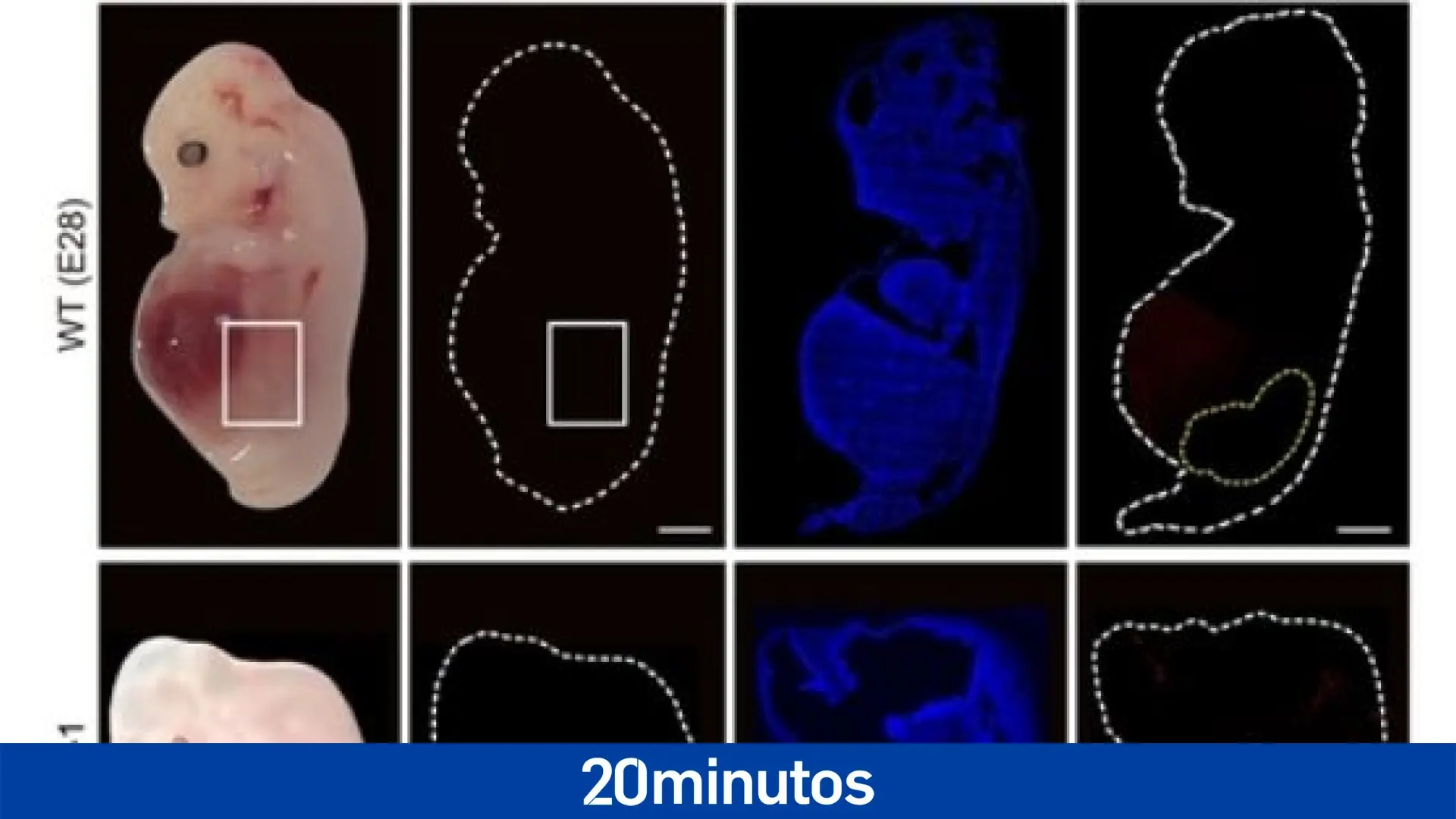 Desarrollan por primera vez un órgano humano dentro de un animal